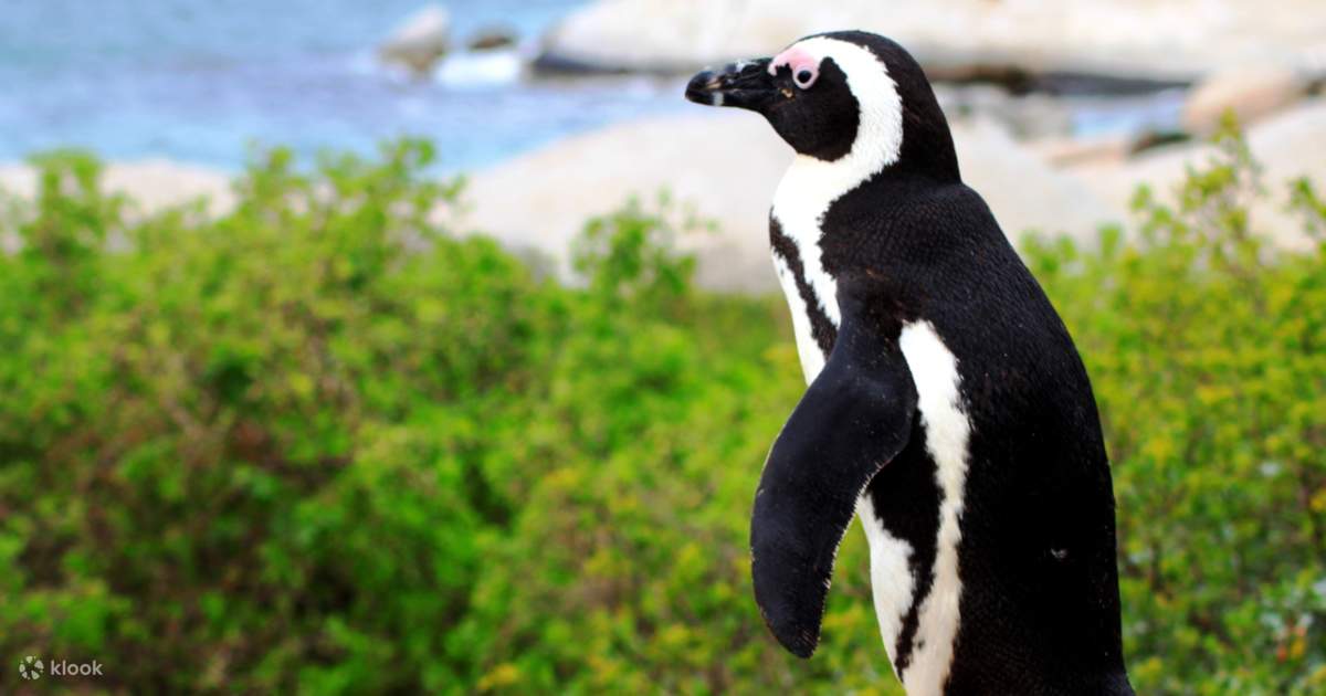 Tour cả ngày khám phá Bán đảo Cape và Đảo chim cánh cụt - Klook Việt Nam